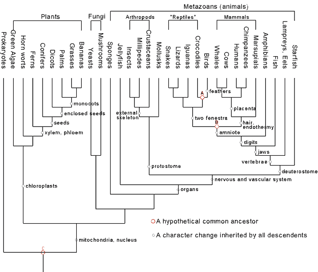 29 Evidences for Macroevolution: Part 1 29 Evidences for Macroevolution: Part 1